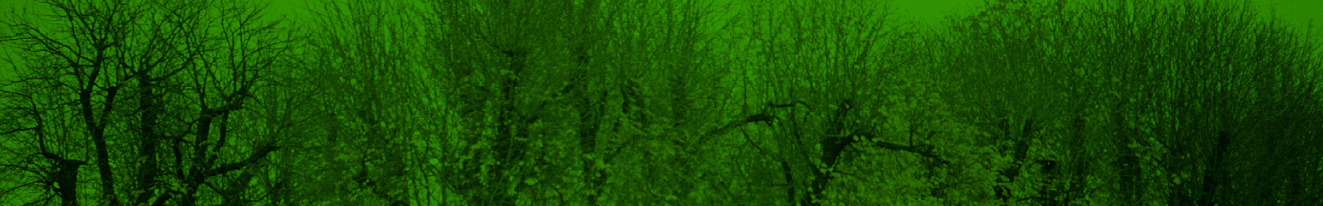 Tree Statics | AfB - Arbeitstelle für Baumstatik