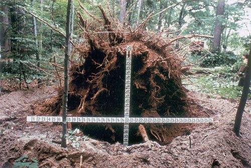 Tree Statics | AfB - Arbeitstelle für Baumstatik