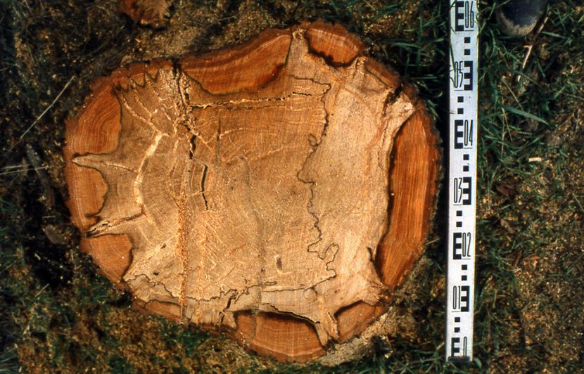 Tree Statics | AfB - Arbeitstelle für Baumstatik